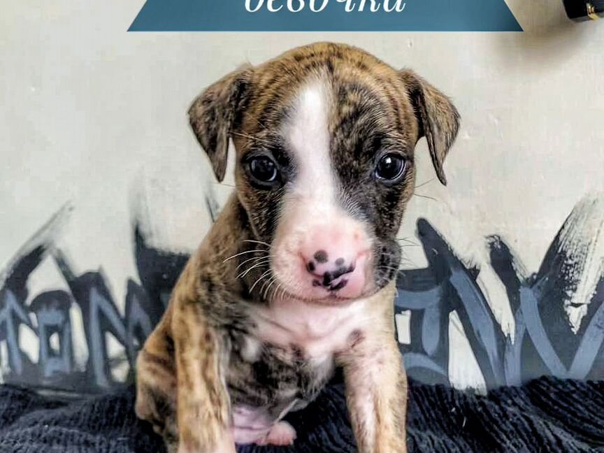 Щенки стафа