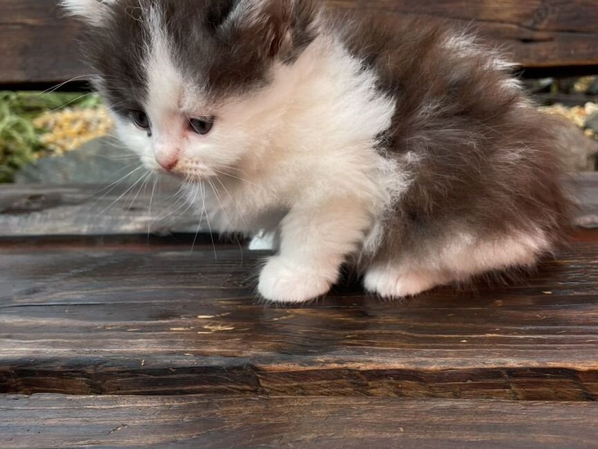 Ангорская кошка