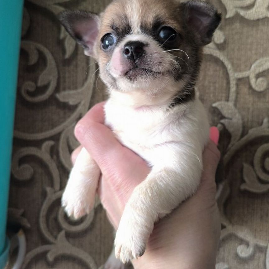 Чихуахуа, щенок