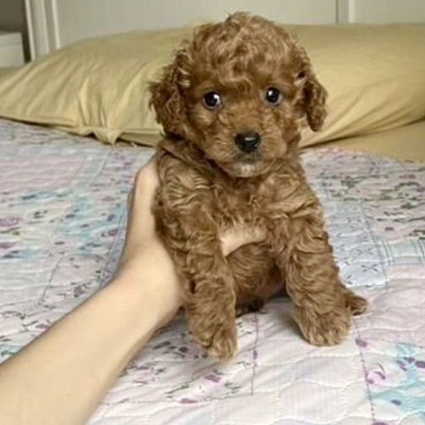 Той-пудель, щенок