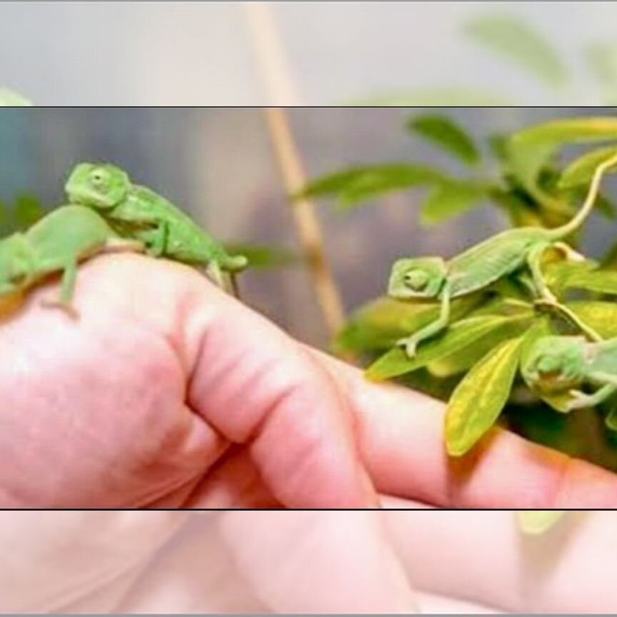 Йеменский хамелеон