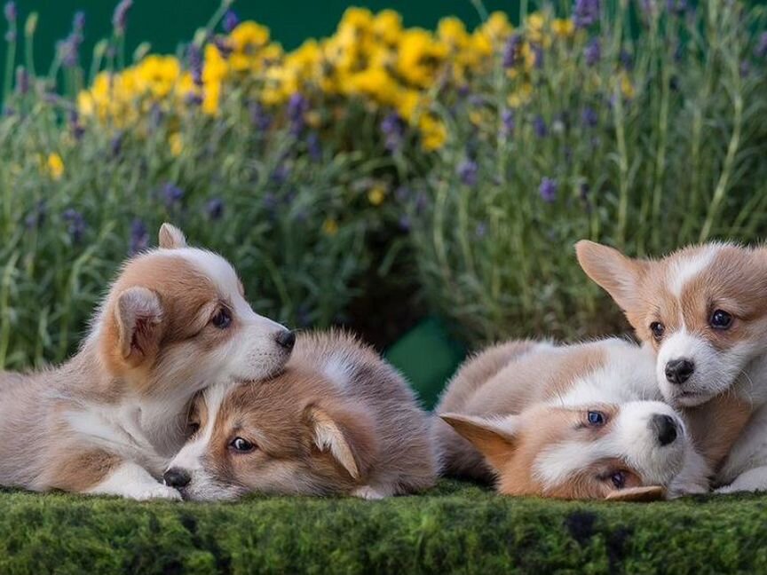 Ждём родителей