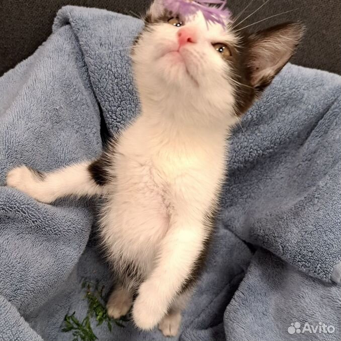 Семён Семёныч в поисках семьи