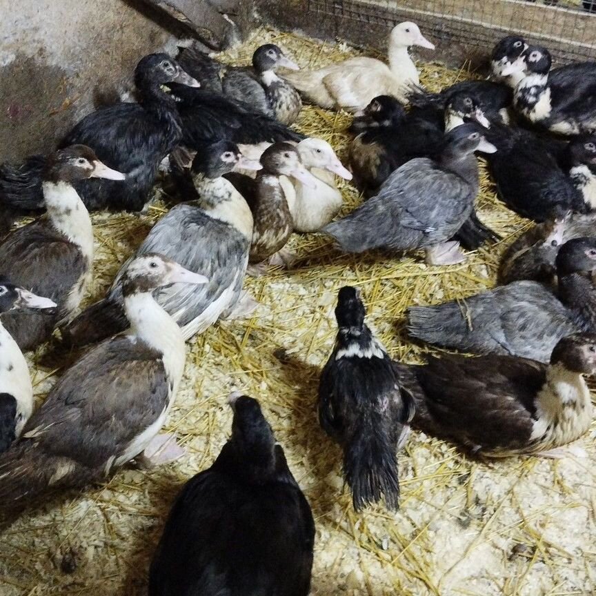 Индоутята тяжелой линии