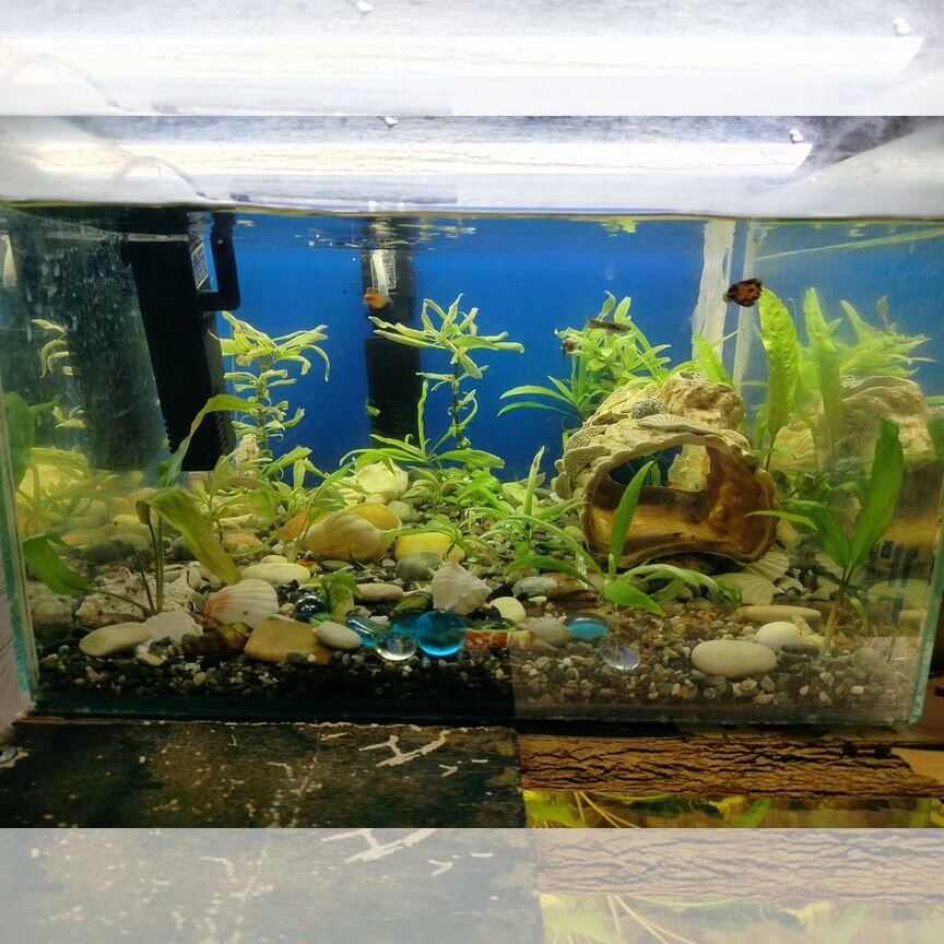Аквариум