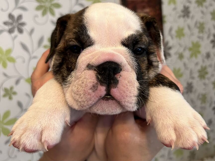 Оранжево-тигровая английская бульдожка