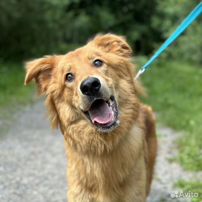 Микки ищет семью. Собака в добрые руки