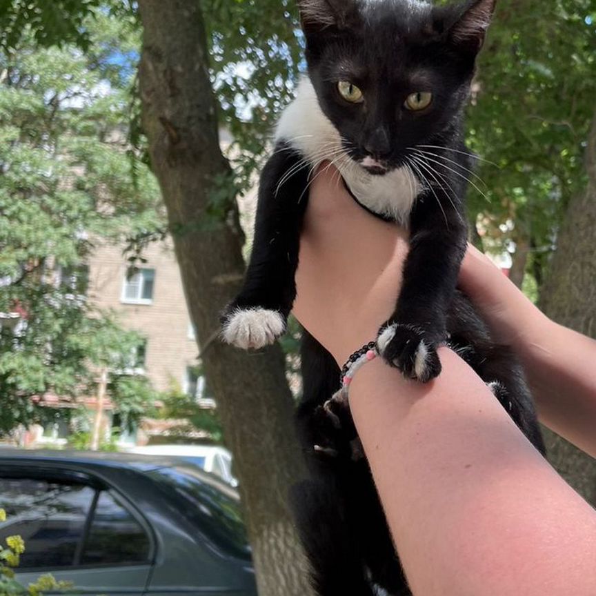 Котята бесплатно