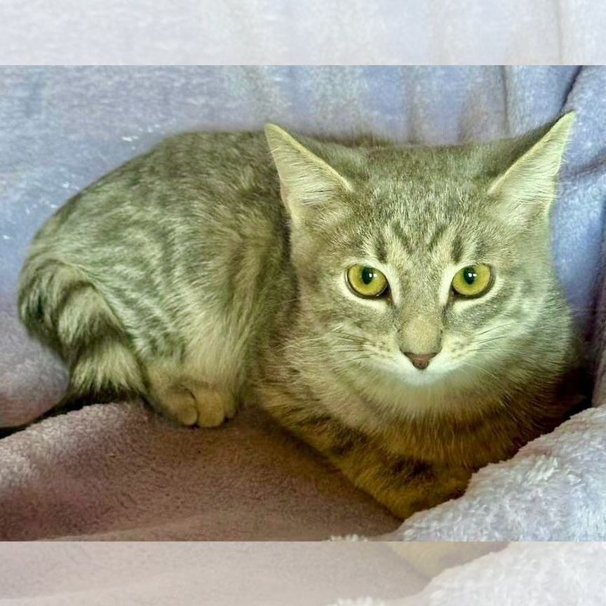 Европейский короткошёрстный котёнок