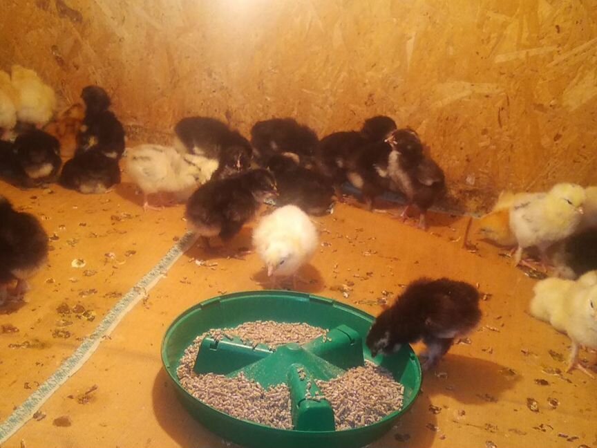 Домашние цыплята