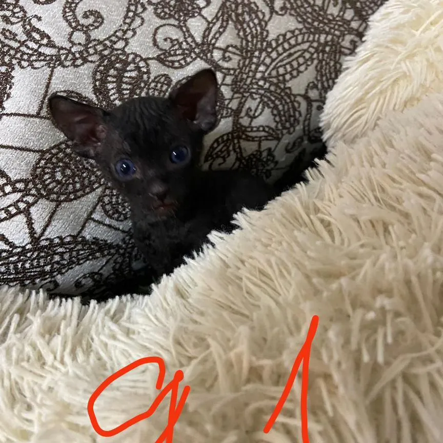 Котята сфинкс