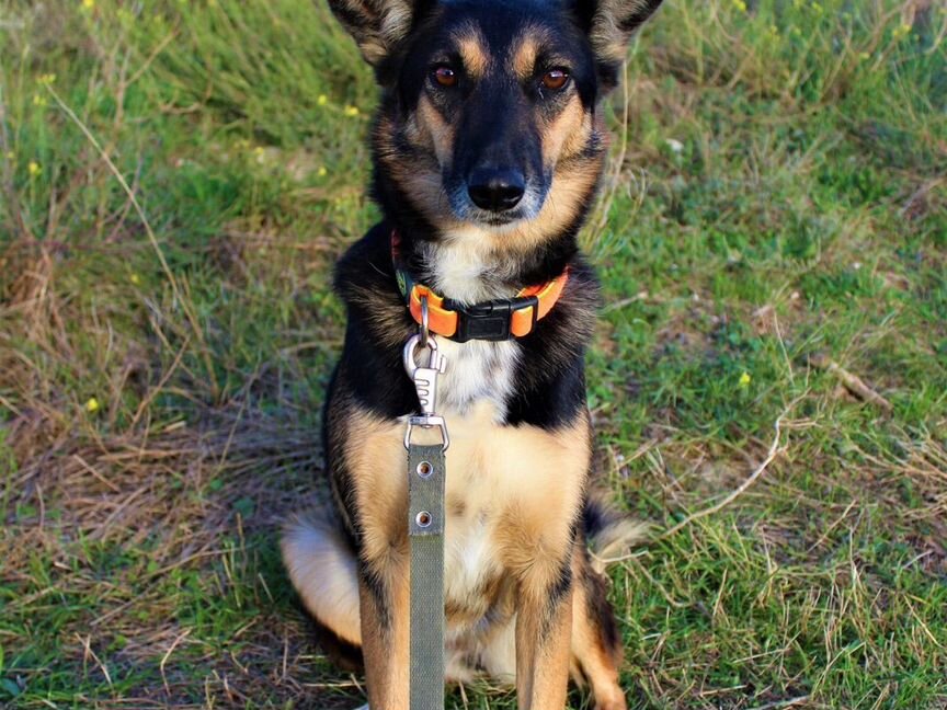 Собака в добрые руки