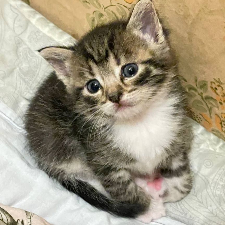 Котёнок в добрые руки