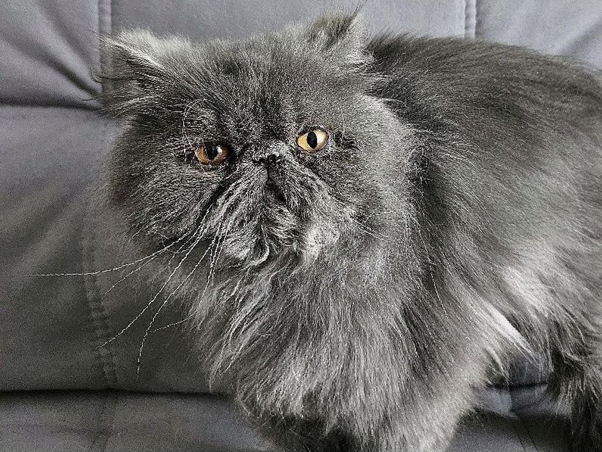 Персидская