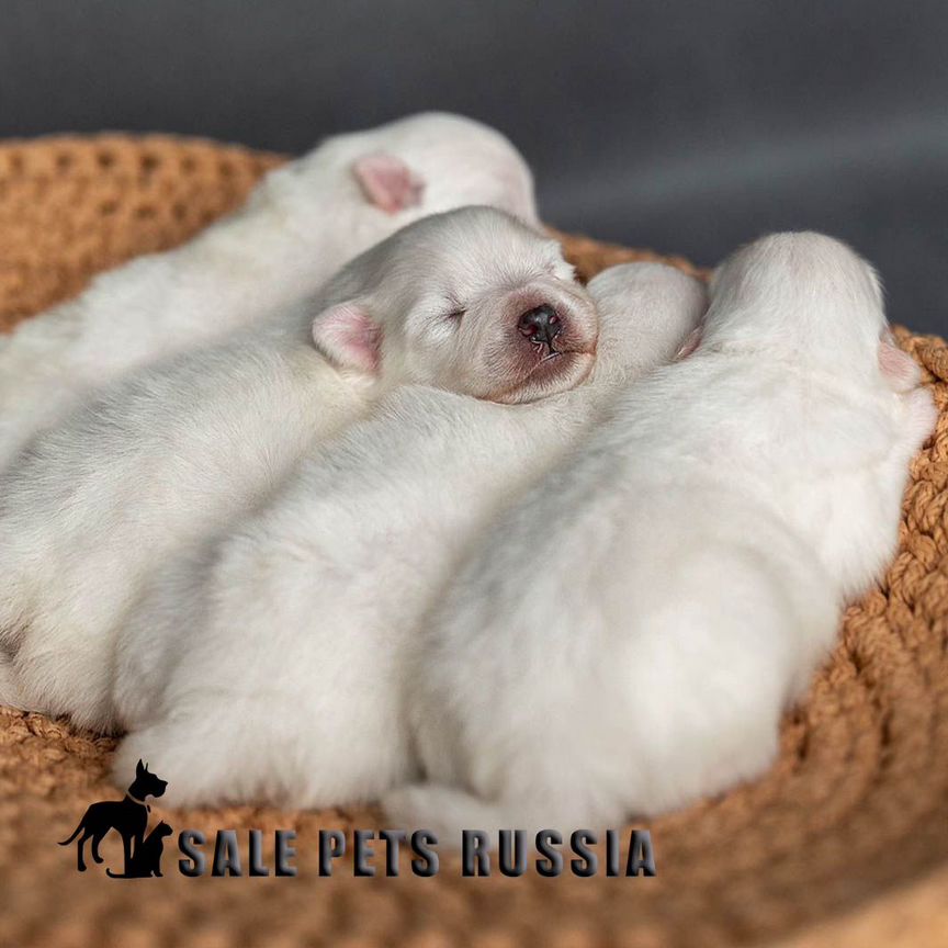 Японский шпиц. Щенки Мальчики и девочки