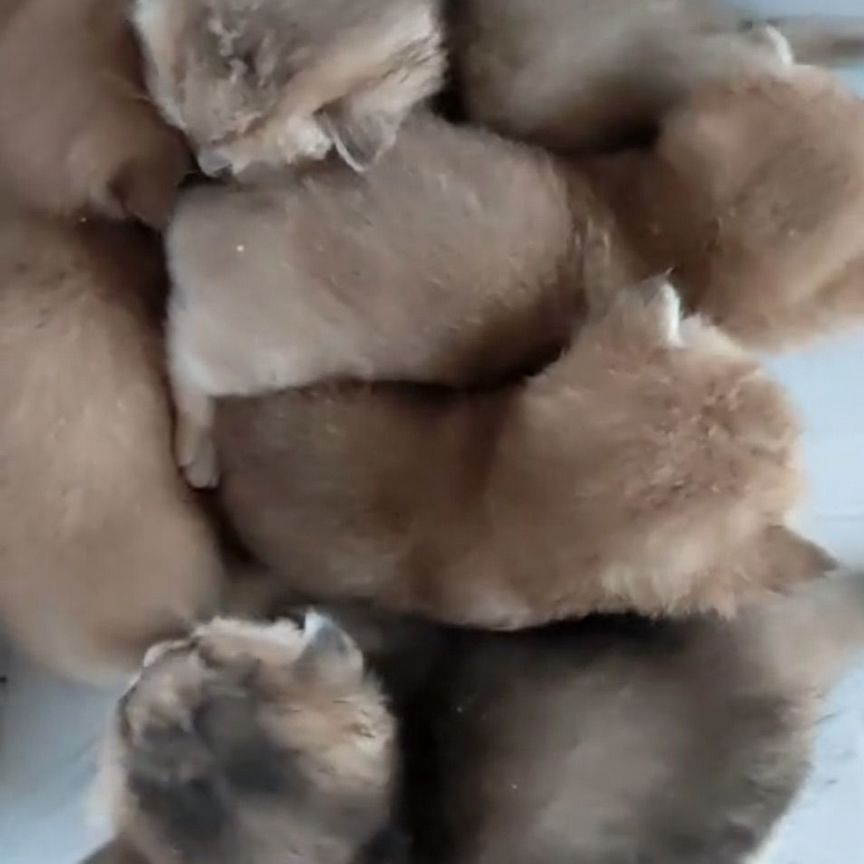 Мальчишки - коротышки