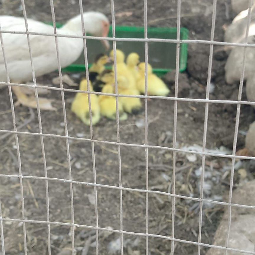 Продажа индоуток