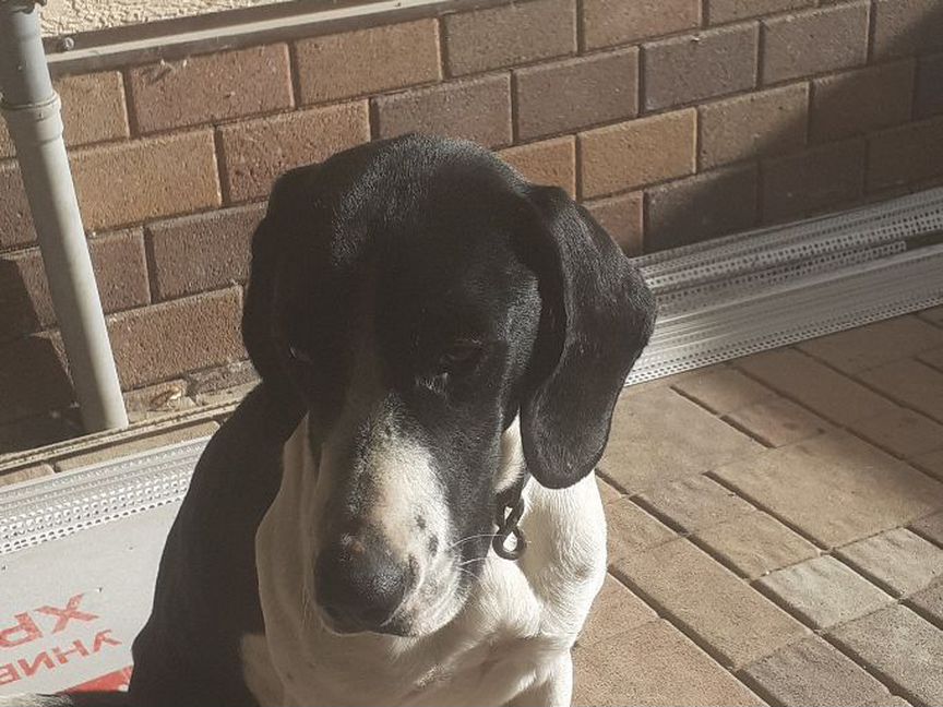 Собака в добрые руки отдам бесплатно