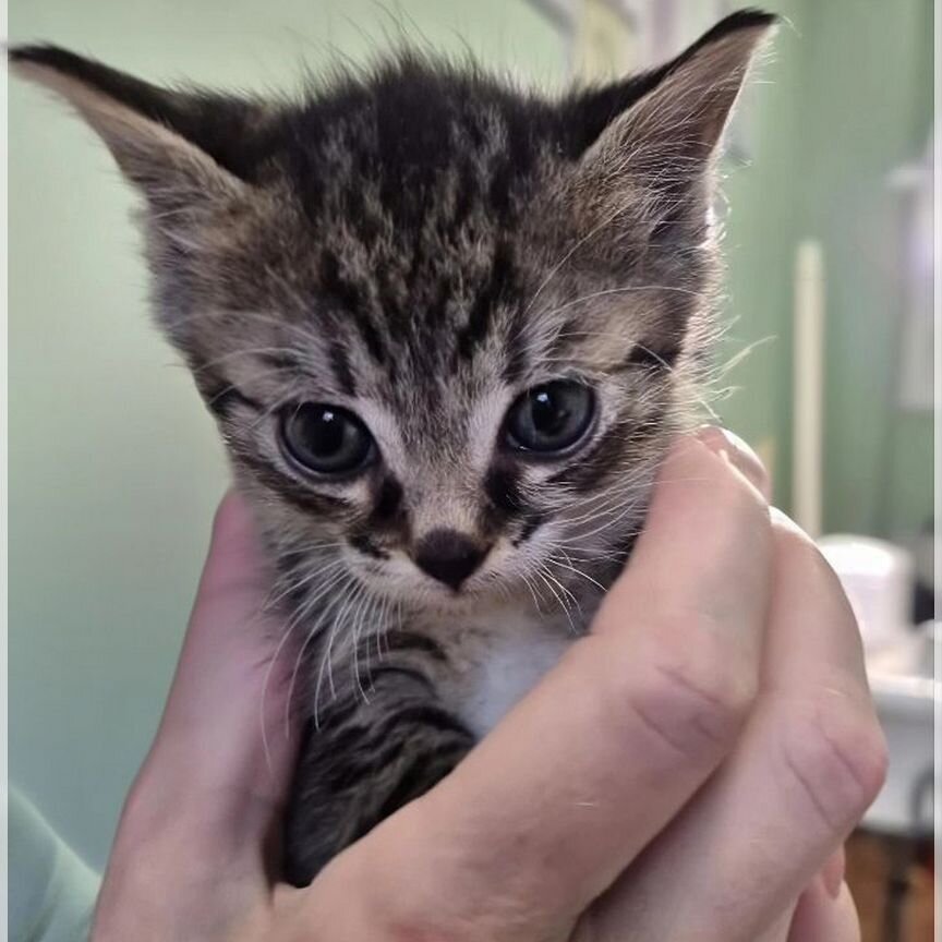 Котёнок в добрые руки
