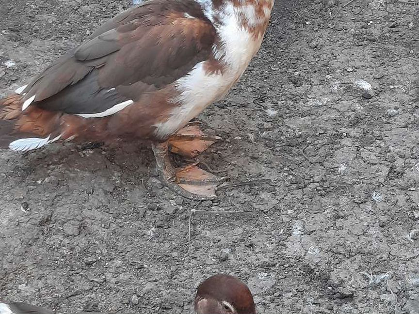 Мускусные утки