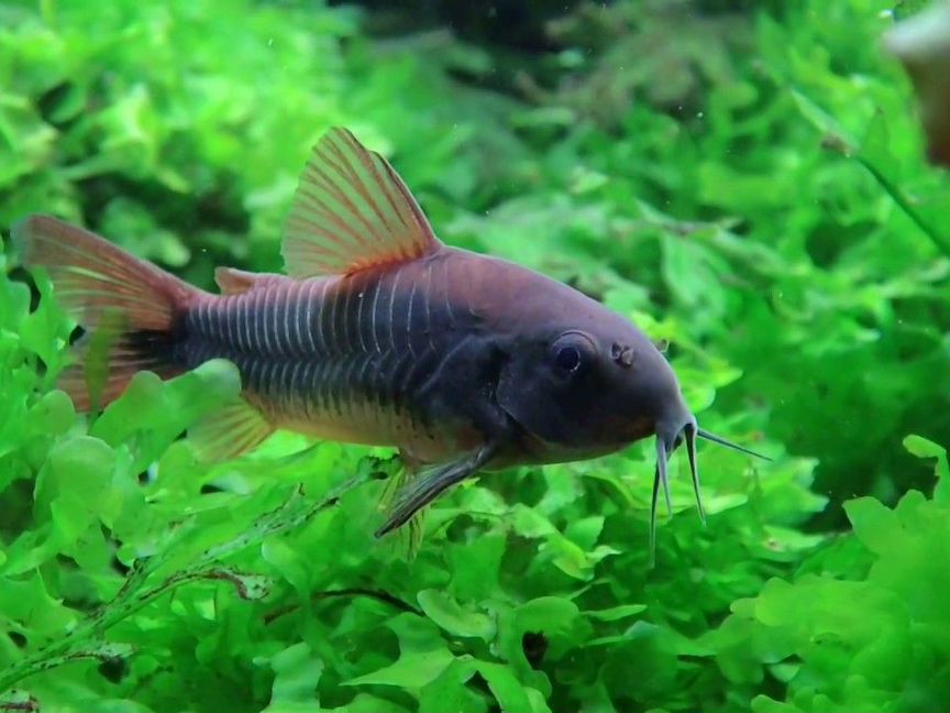 Коридорас Венесуэла Бронзовая (арт 4117)