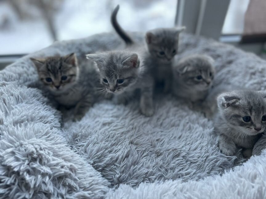 Шотладские вислоухие котята