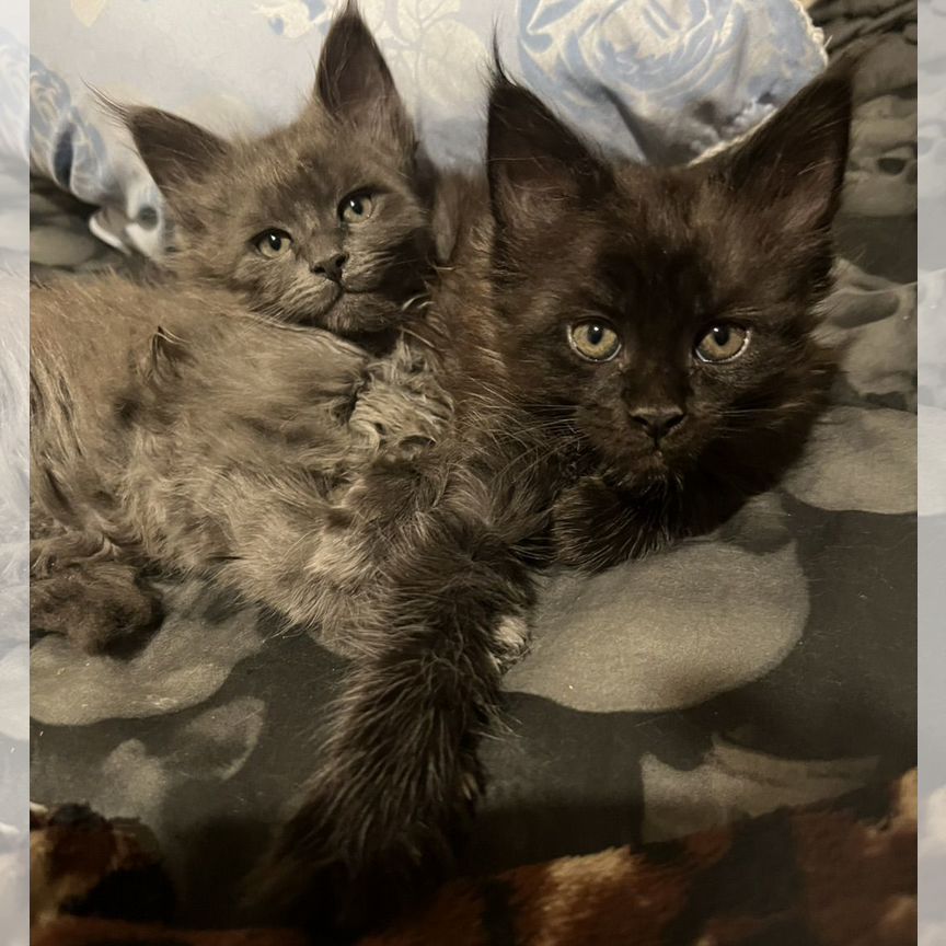 Мейн-кун котёнок