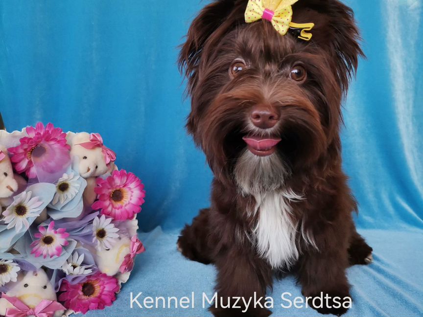 Шоколадные зайчики