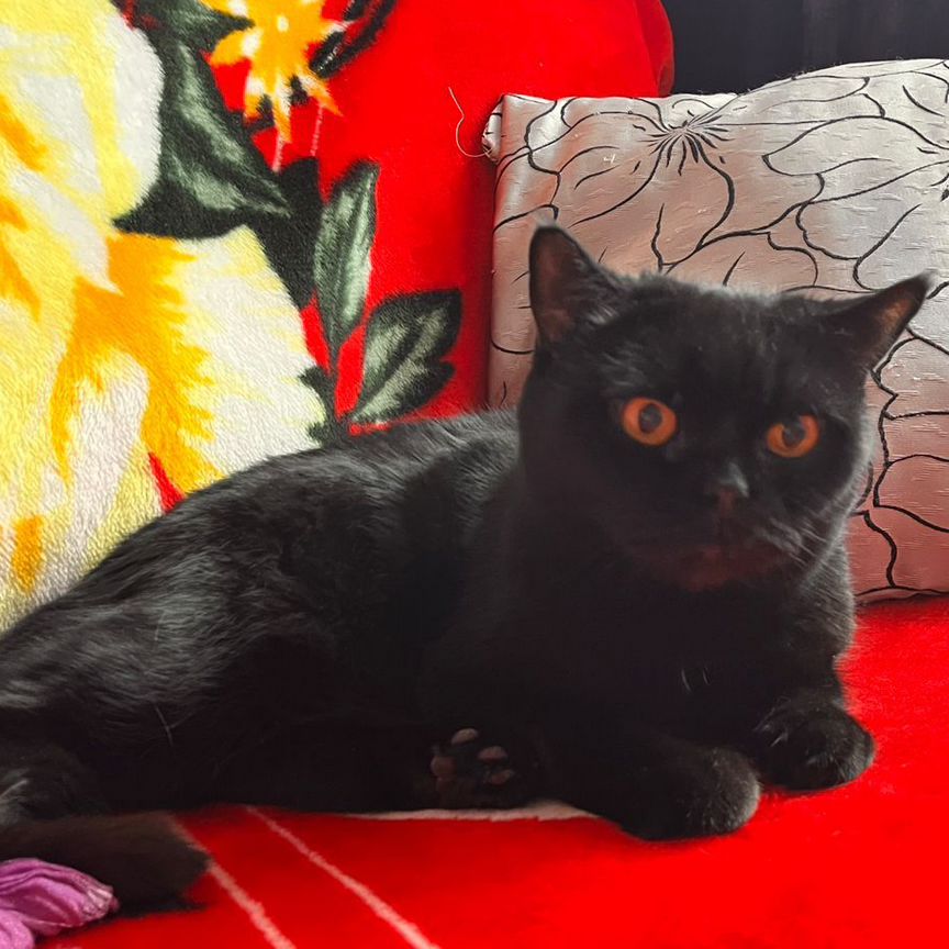 Британская кошка 5 лет