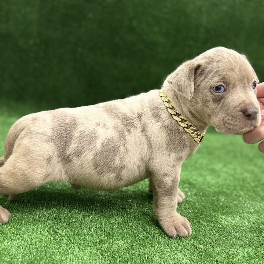 Американский булли xl/стандарт