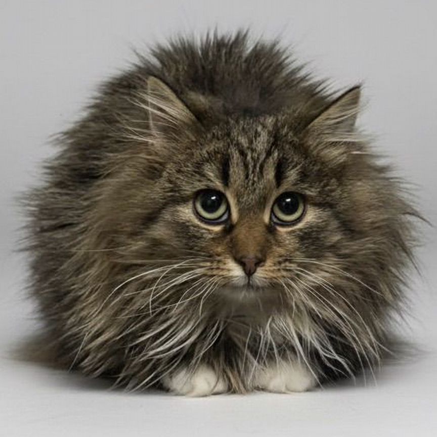 Сибирский котёнок