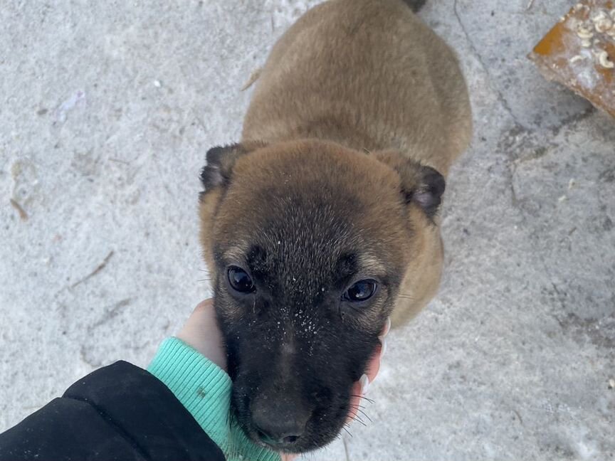 Щенки,в добрые руки