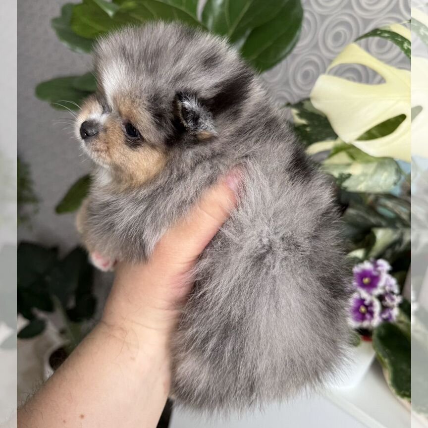 Померанский шпиц, щенок