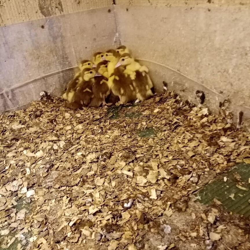 Индоутята недельные