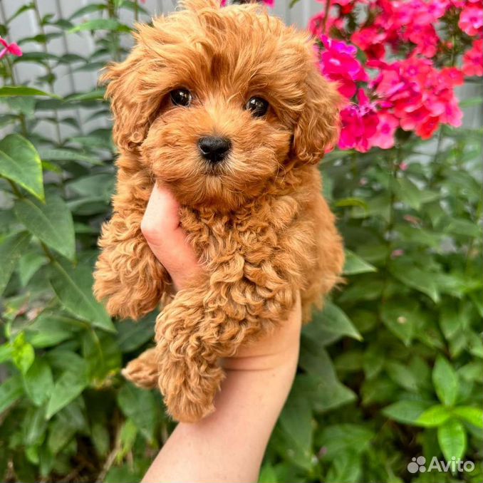 Мальтипу f1 mini элитная девочка