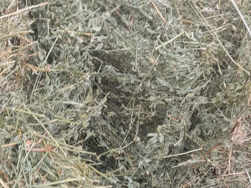 Сено люцерны в тюках