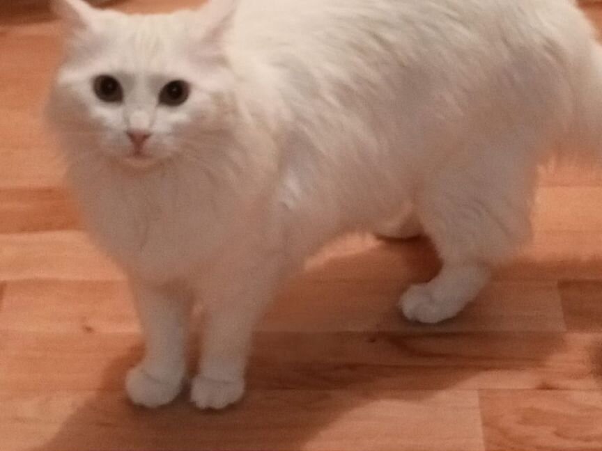 Кот Турецкая ангора