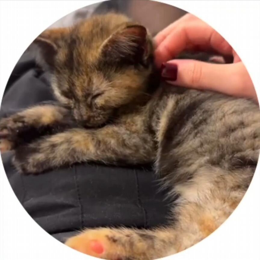 Котенок, приученный к лотку