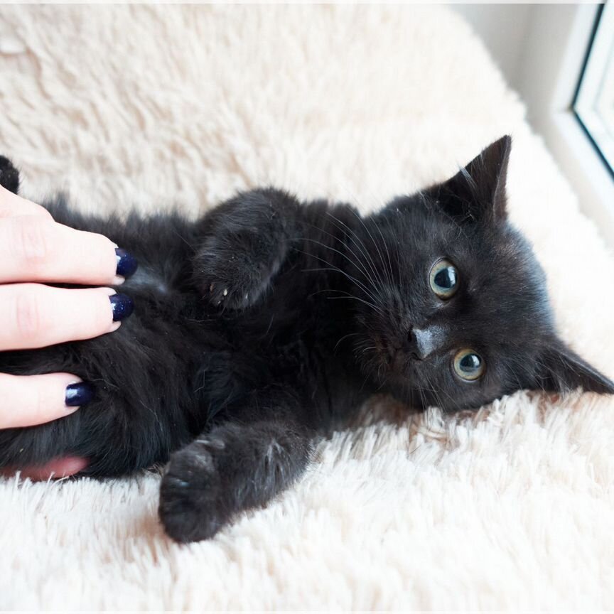 Котёнок в добрые руки