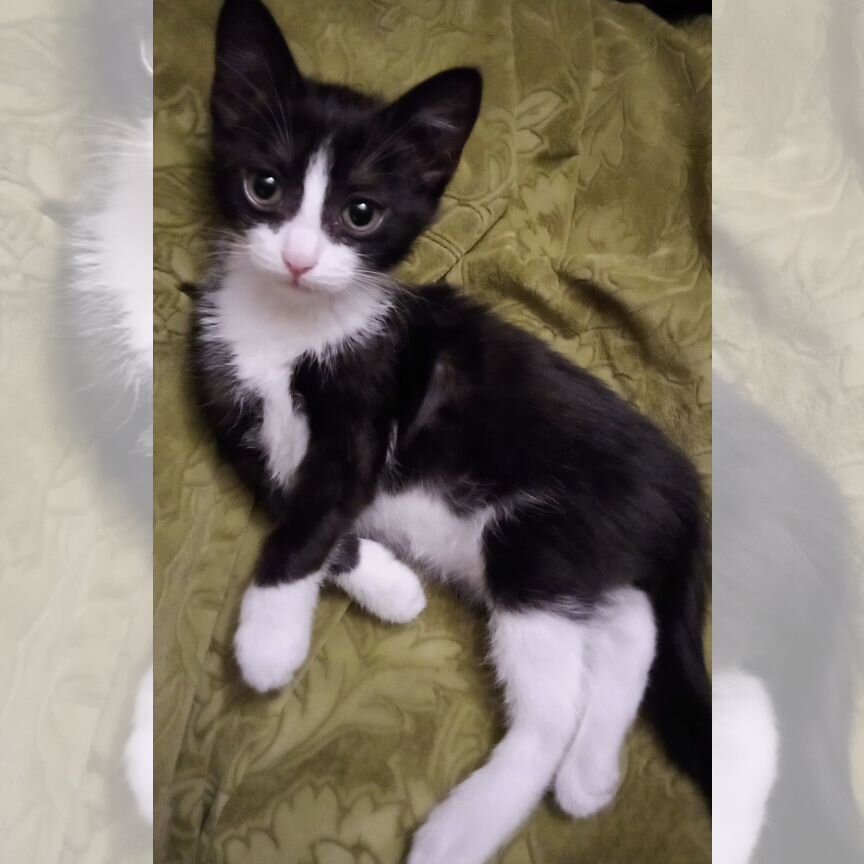 Котёнок в добрые руки