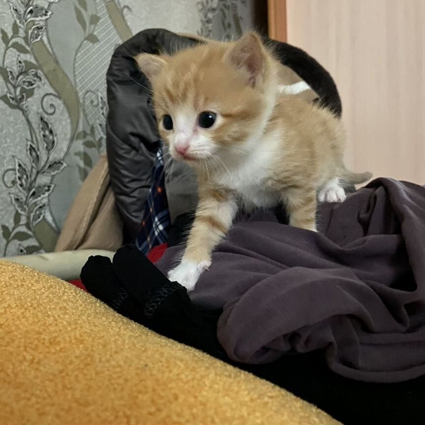 Отдам в добрые руки котенка девочку