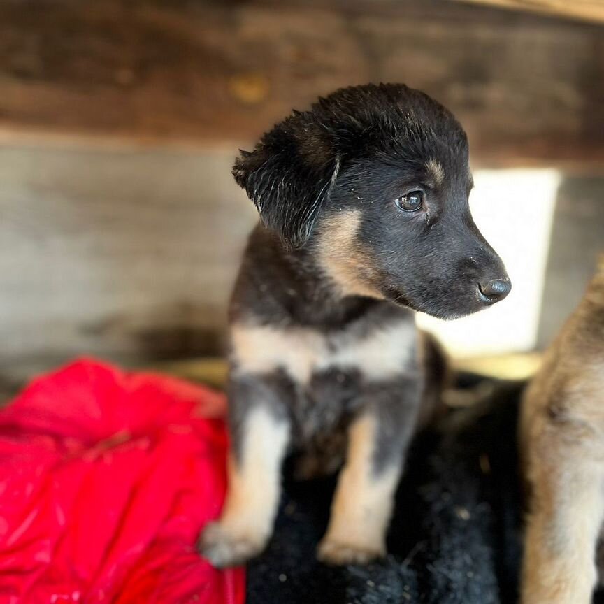 Щенок девочка живет на улице