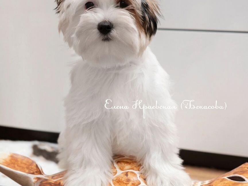 Бивер девочка