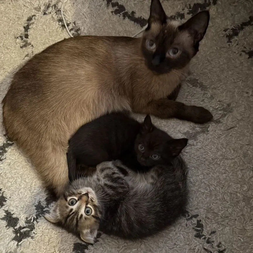 Отдам котят в добрые руки