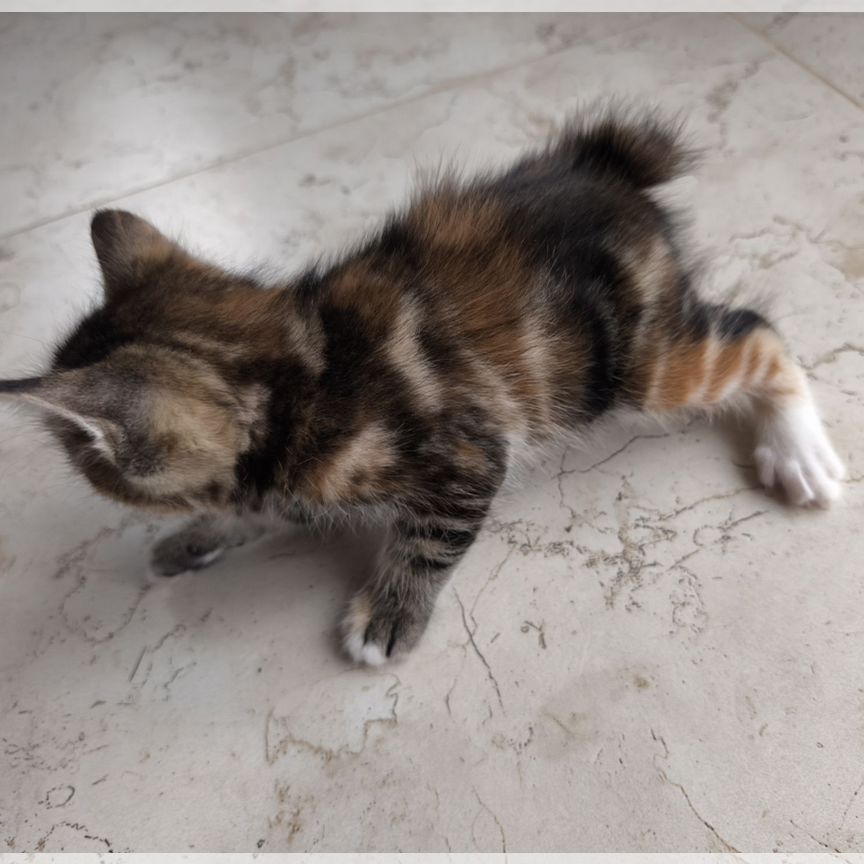 Курильский бобтейл короткошёрстный котёнок