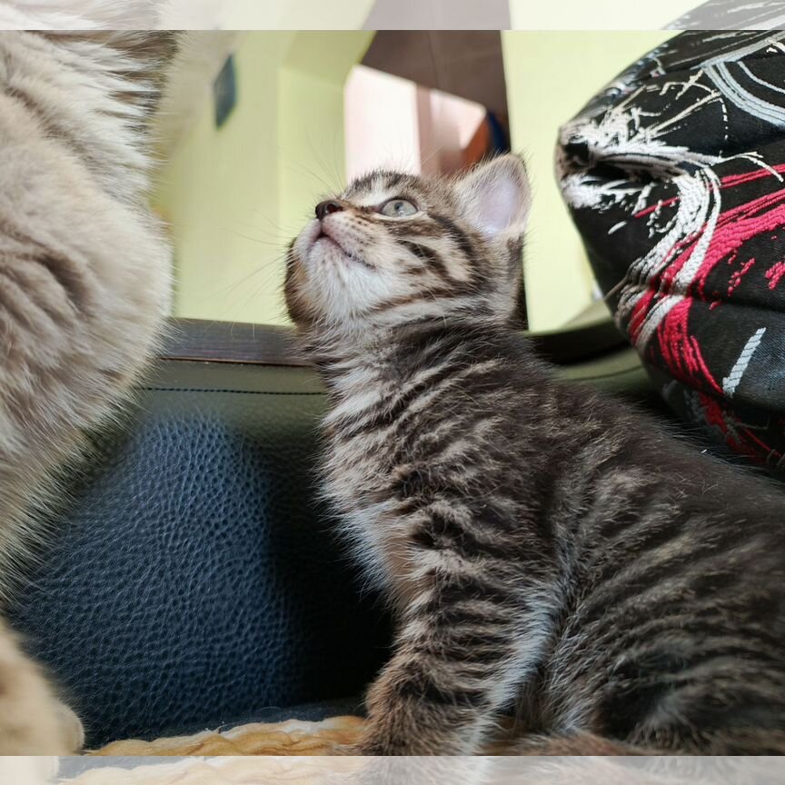 Европейский короткошёрстный котёнок