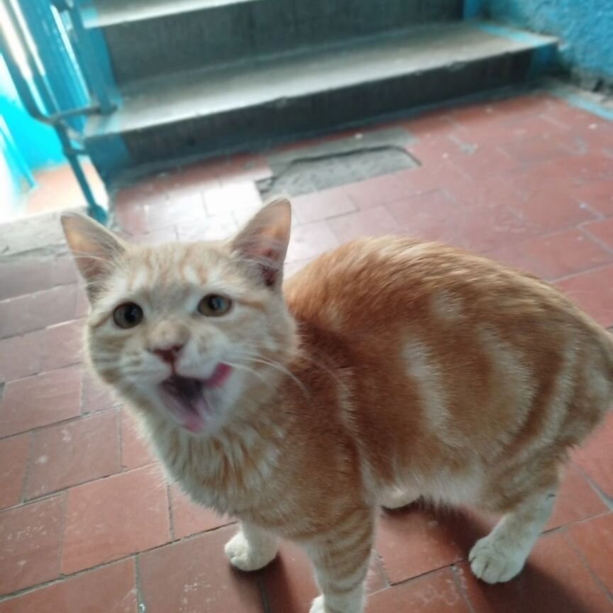 Котик в добрые руки