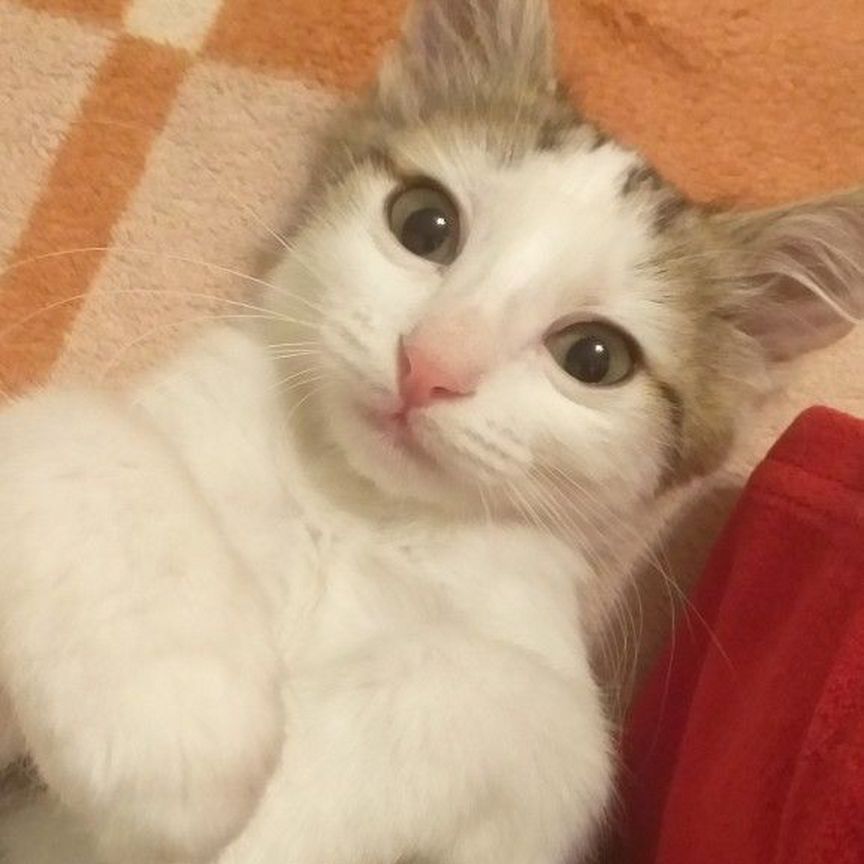 Милый брошенный котенок в добрые руки