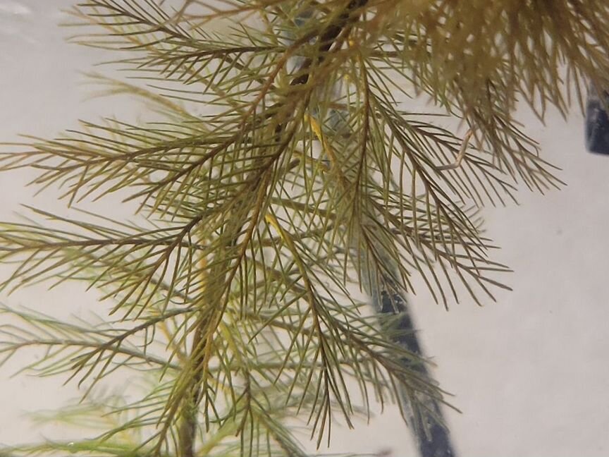 Трава для аквариума