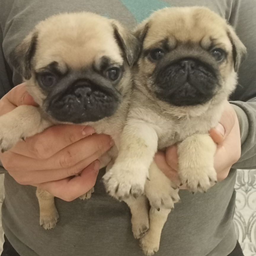 Мопс, щенок